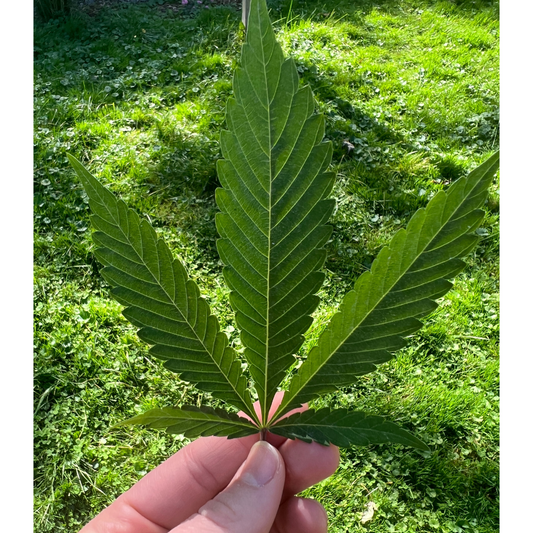 All – Heather Dolson|Conscious Woman